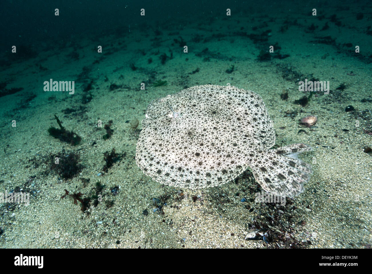 Psetta maxima hi-res stock photography and images - Alamy