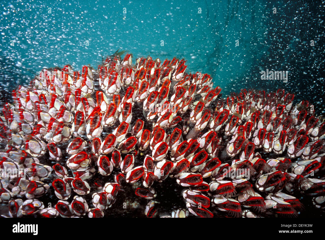 Pollicipes Cornucopia High Resolution Stock Photography and Images - Alamy