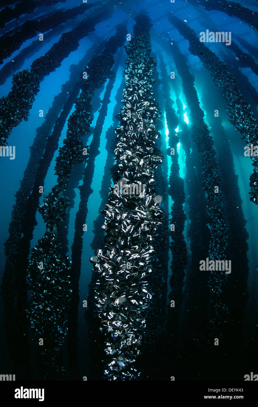 Underwater farm hi-res stock photography and images - Alamy