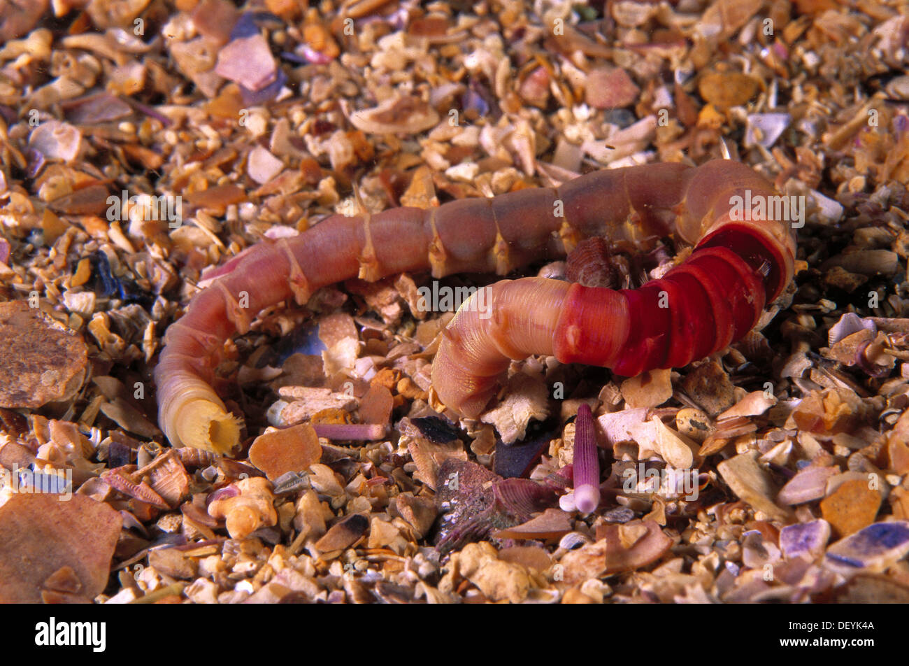 Euclymene hi-res stock photography and images - Alamy