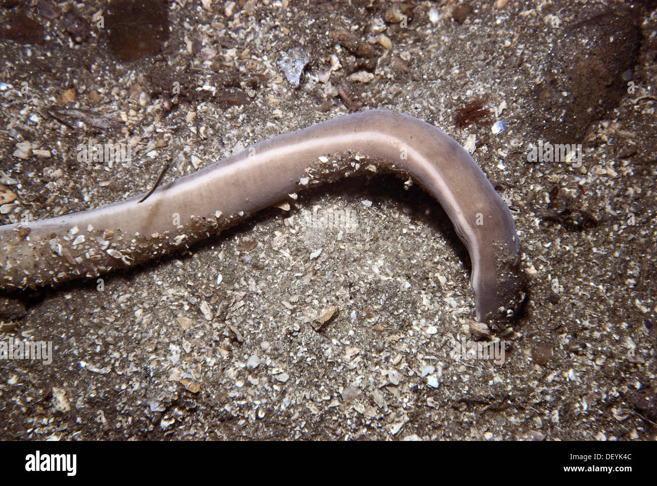 Ribbon Worm High Resolution Stock Photography and Images - Alamy