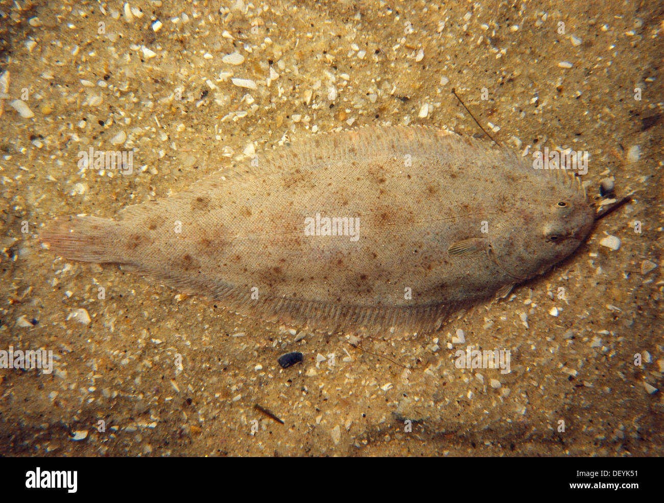Senegalese sole hi-res stock photography and images - Alamy