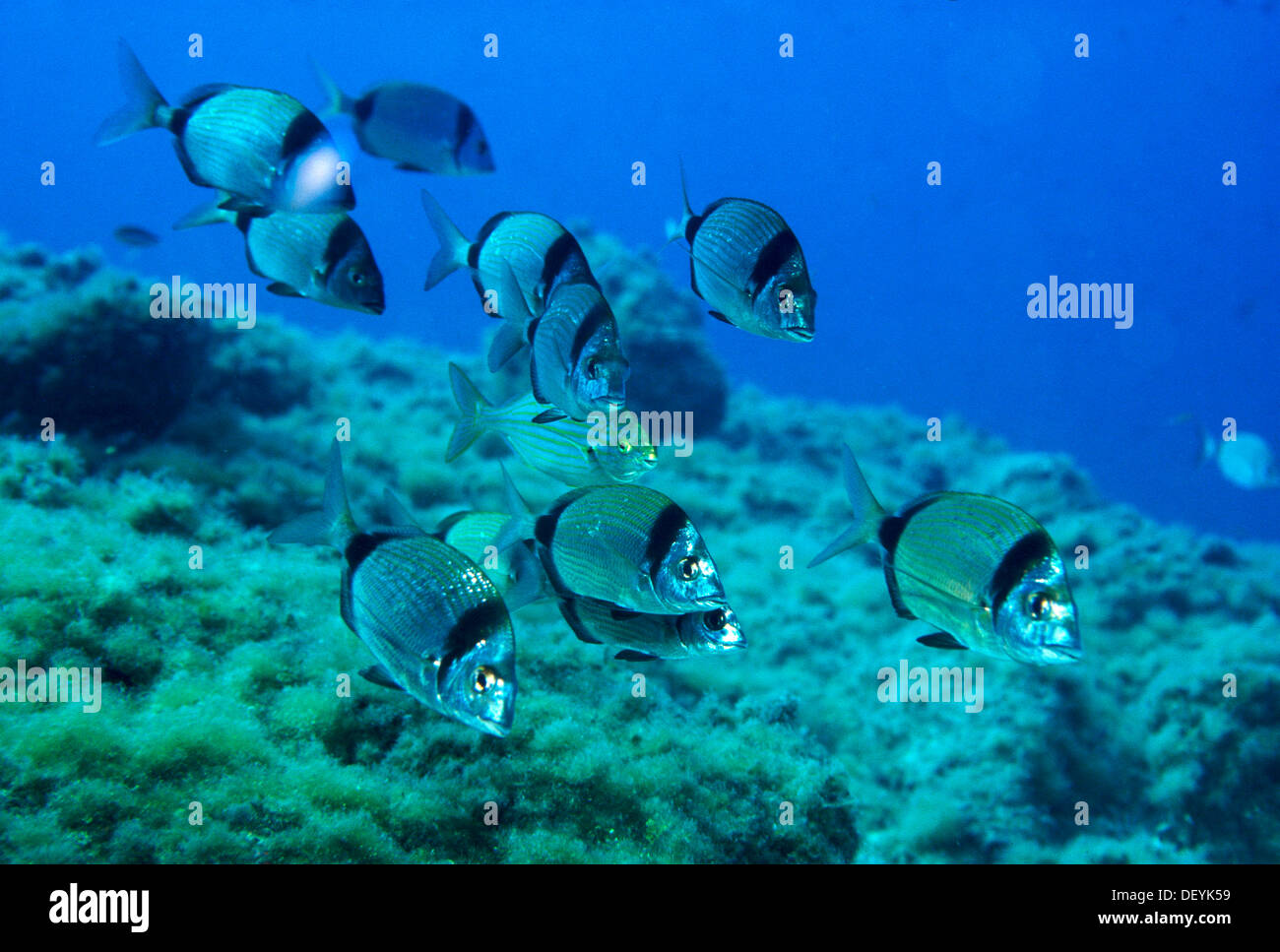 Common two banded seabream hi-res stock photography and images - Alamy
