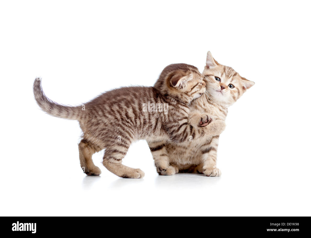 two funny playful small kittens playing with each other Stock Photo - Alamy