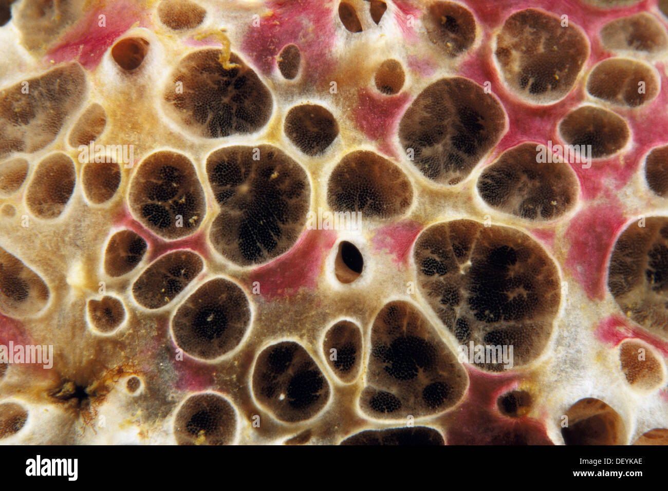 Detail Hemimycale Columella High Resolution Stock Photography and ...