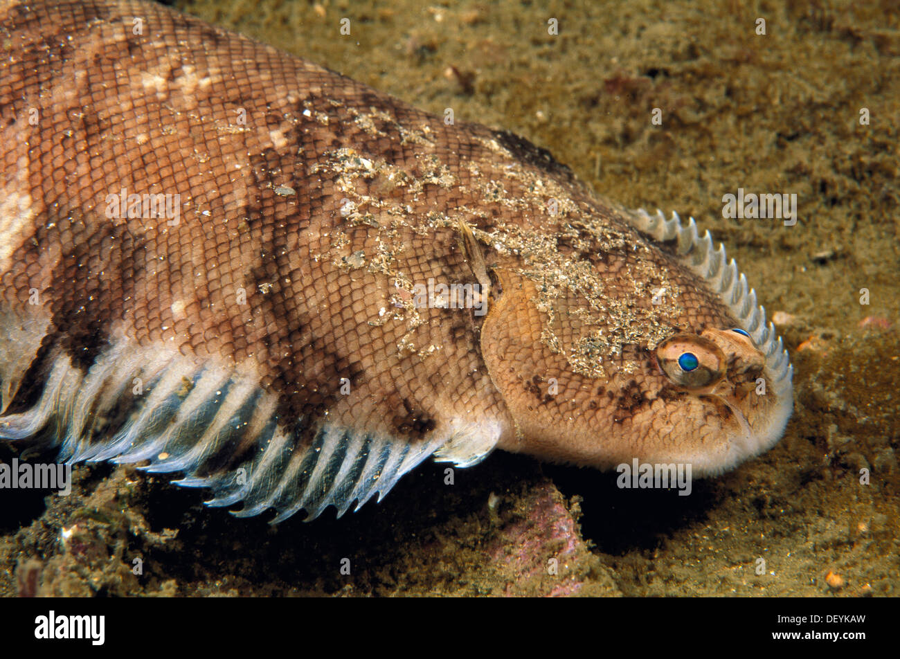 Thickback hi-res stock photography and images - Alamy