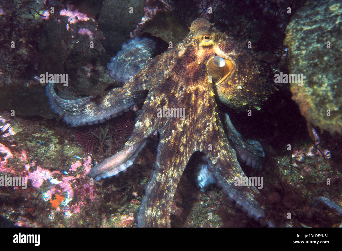 Octopus octopus vulgaris galicia hi-res stock photography and images ...