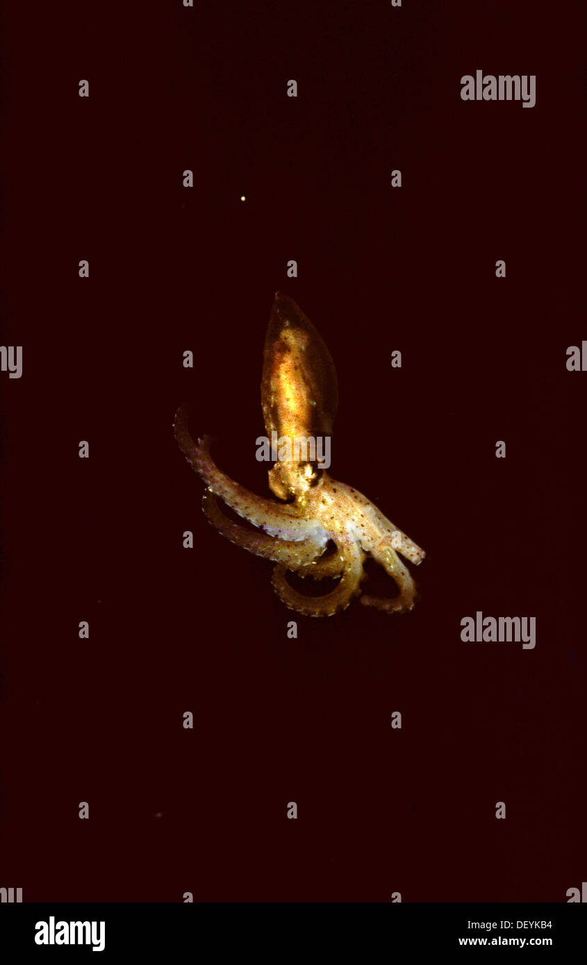 Octopus octopus vulgaris galicia hi-res stock photography and images ...