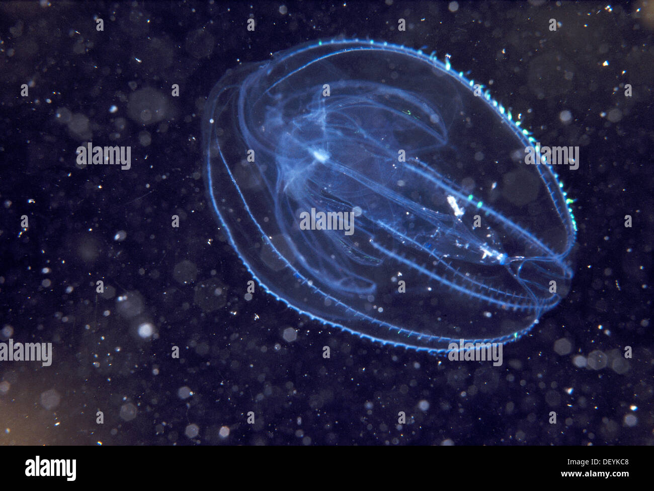 Comb Jelly (Bolinopsis infundibulum). Galicia, Spain Stock Photo - Alamy