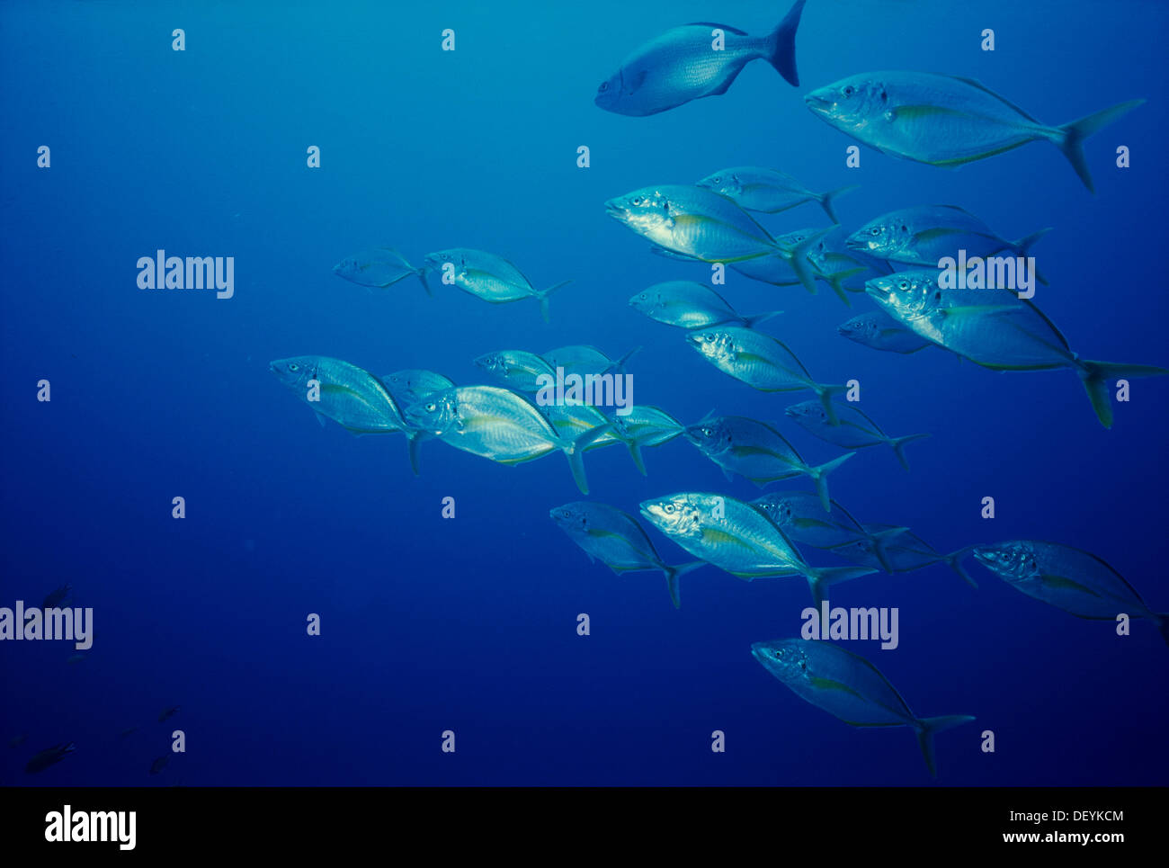 Dentex hi-res stock photography and images - Alamy