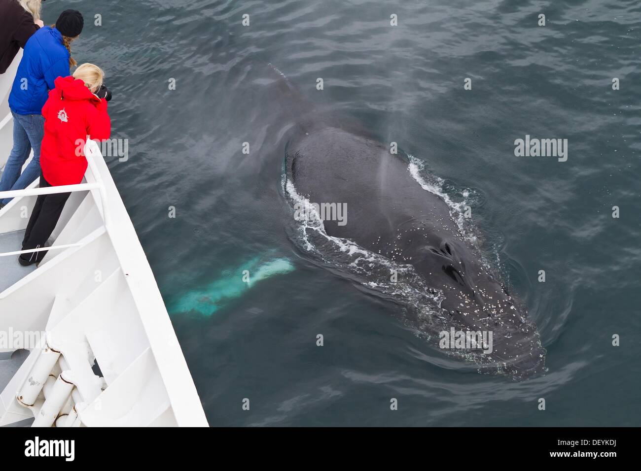 Tubercle humpback whale hi-res stock photography and images - Alamy