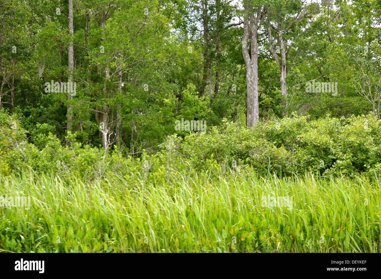 River and trees hi-res stock photography and images - Alamy