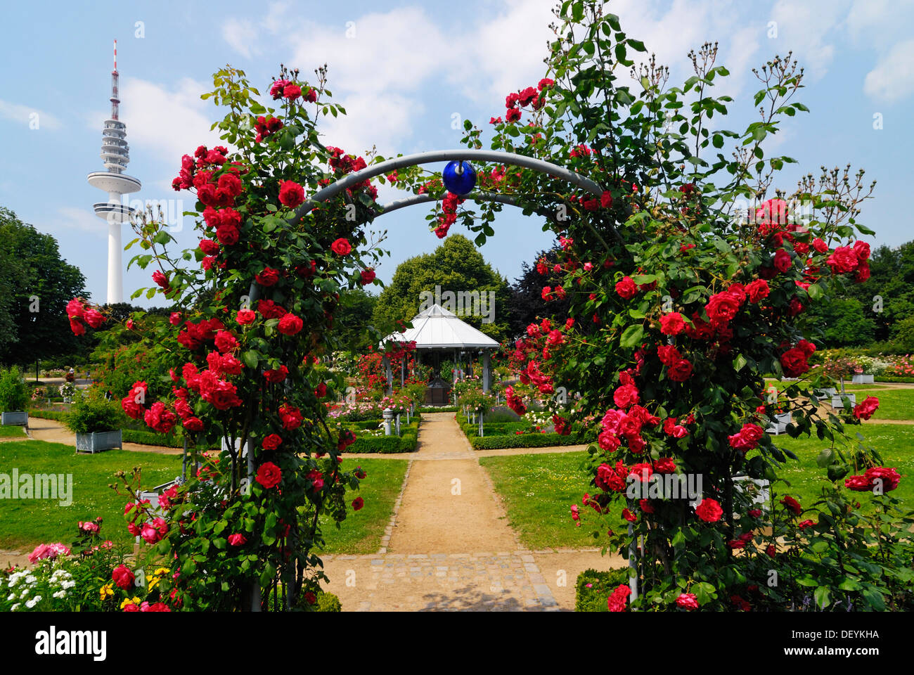 Rose garden in the Planten un Blomen gardens, Mitte district, Hamburg ...