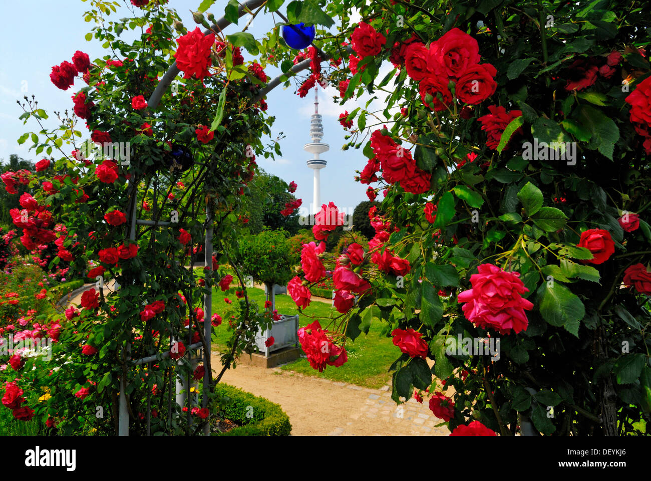 Rose garden in the Planten un Blomen gardens, Mitte district, Hamburg ...