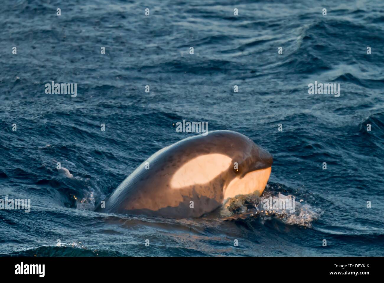 Gerlache strait and orca hi-res stock photography and images - Alamy