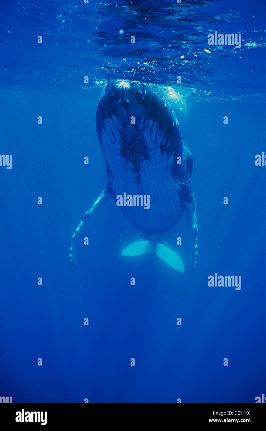 Humpback eye hi-res stock photography and images - Alamy