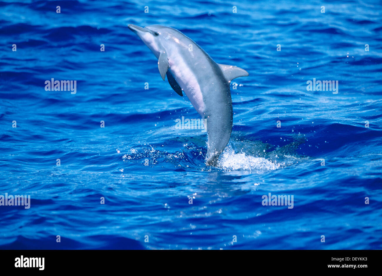 Dolphin calf one hi-res stock photography and images - Alamy