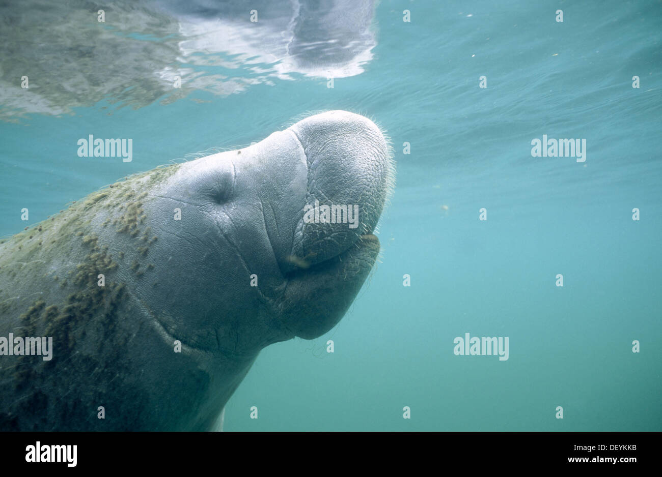 Manatee head hi-res stock photography and images - Alamy