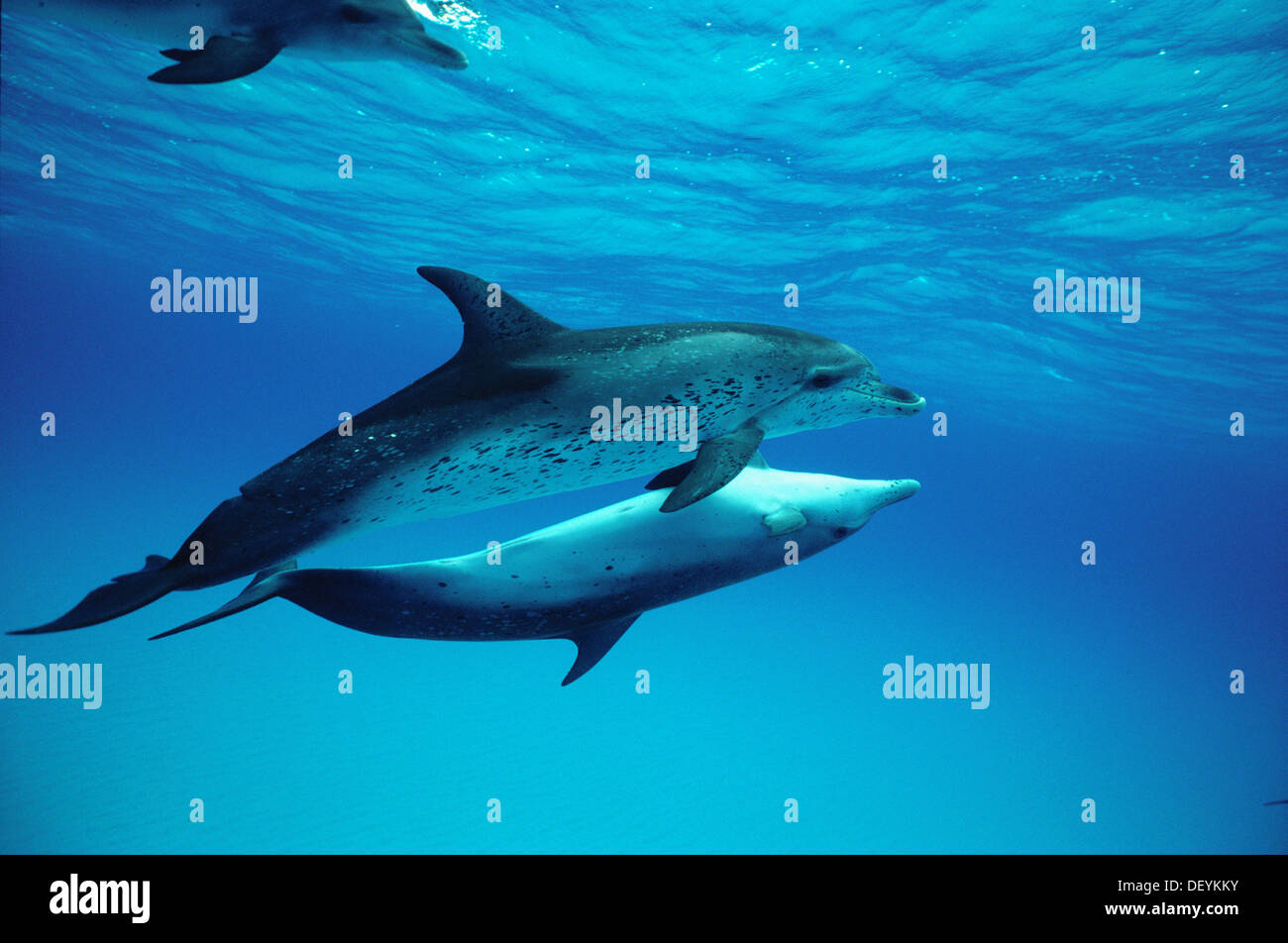 Atlantic spotted dolphin pair hi-res stock photography and images - Alamy