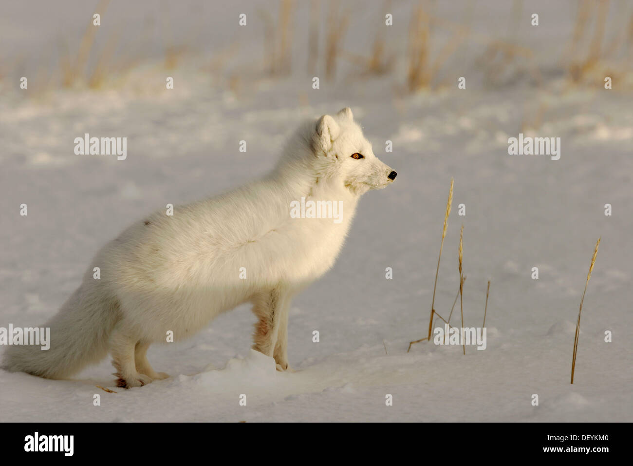Profile of an arctic fox hi-res stock photography and images - Alamy