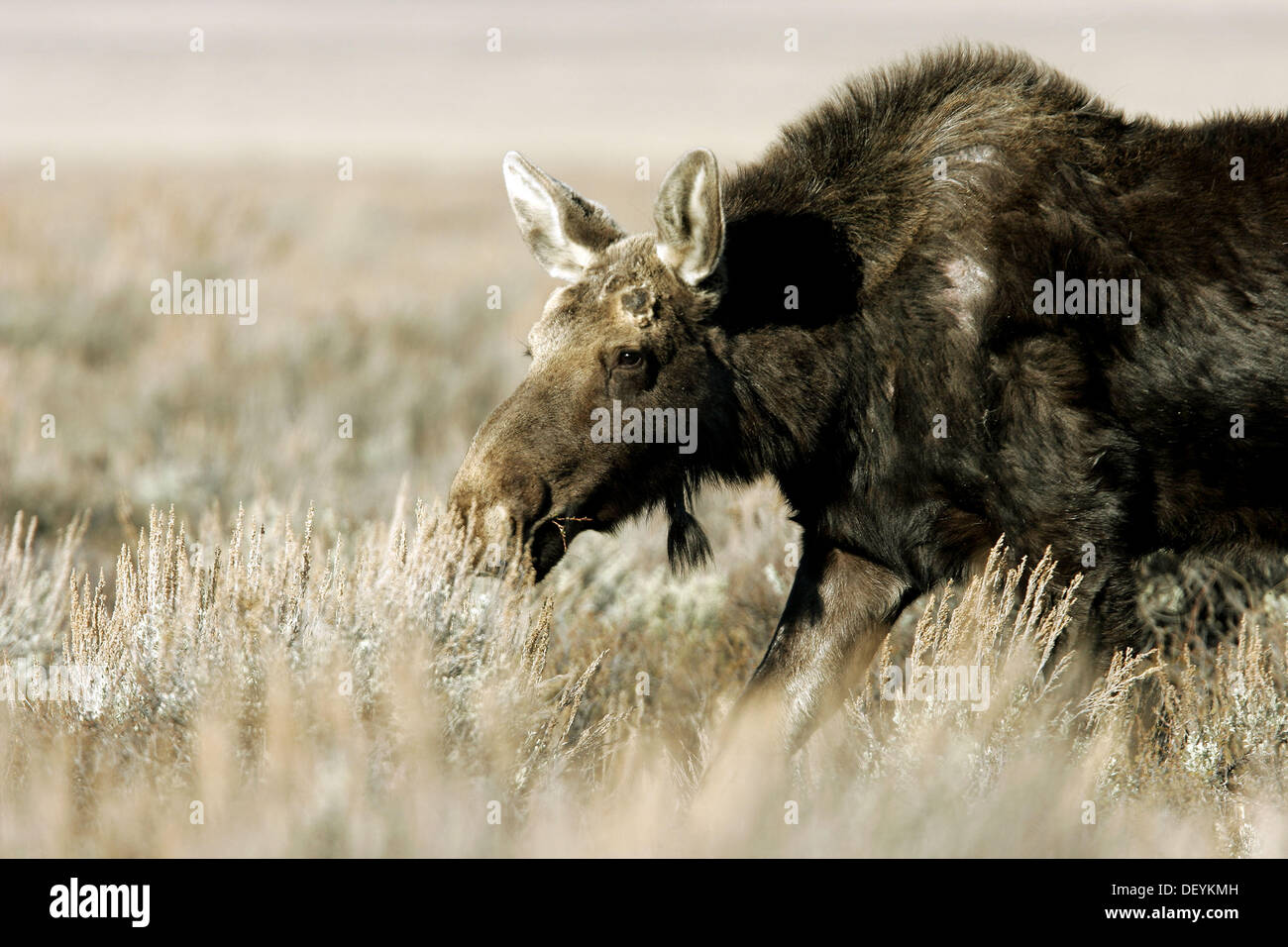 Moose foot hi-res stock photography and images - Alamy