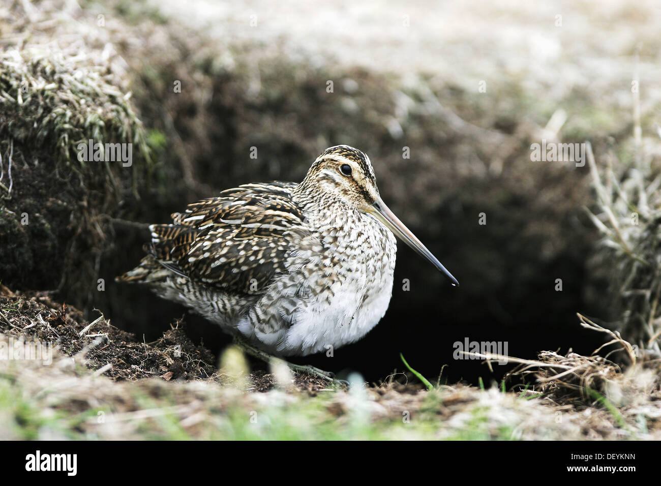 Adult Magellanic Snipe (Gallinago paraguaiae magellanica) in the Falkland Islands, South ...