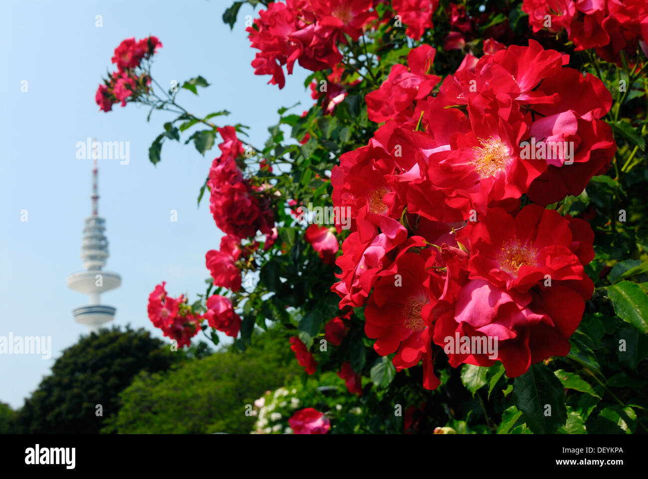 Rose garden in the Planten un Blomen gardens, Mitte district, Hamburg ...