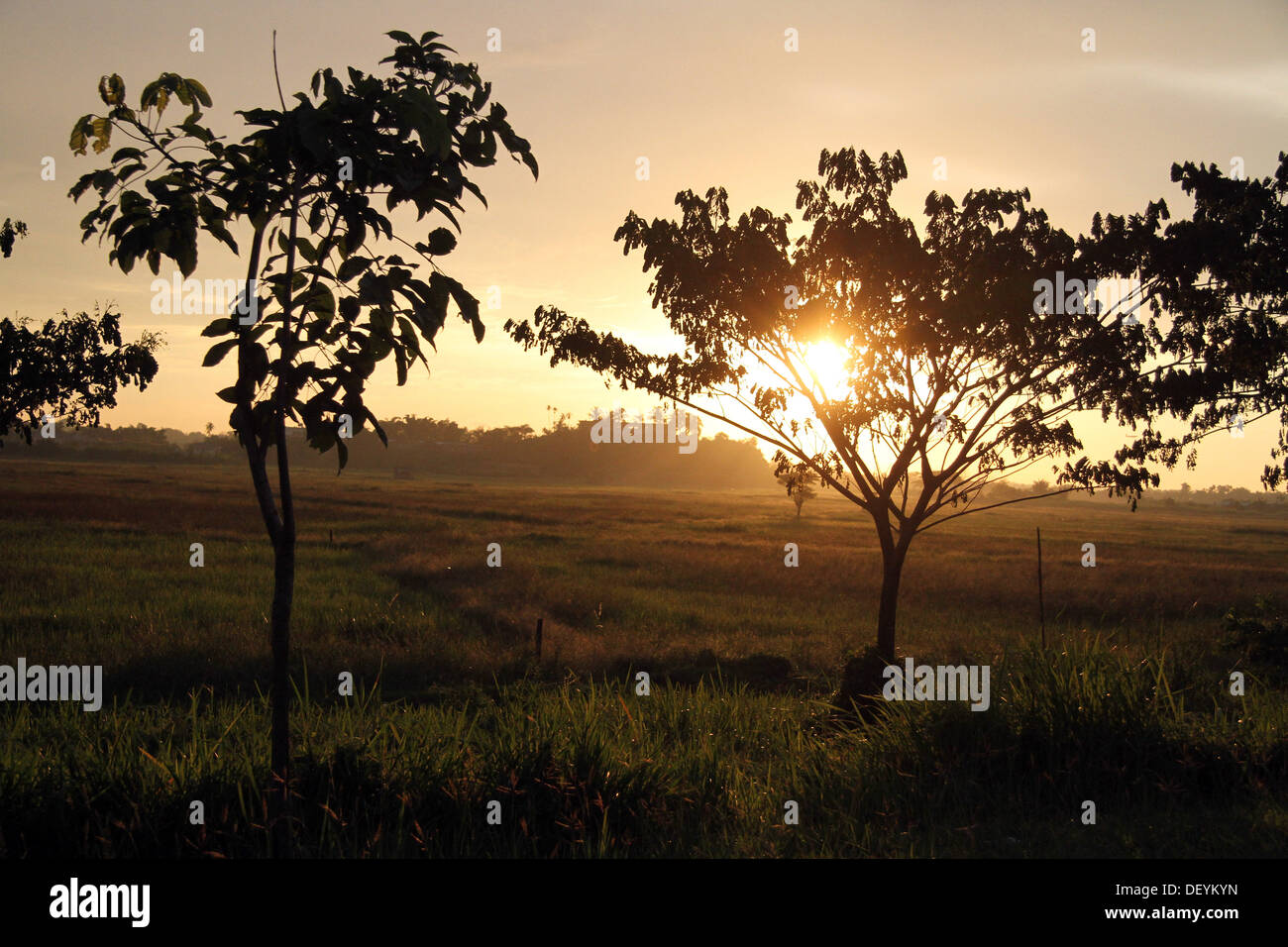 Sunset through Trees on Landscape Stock Photo - Alamy