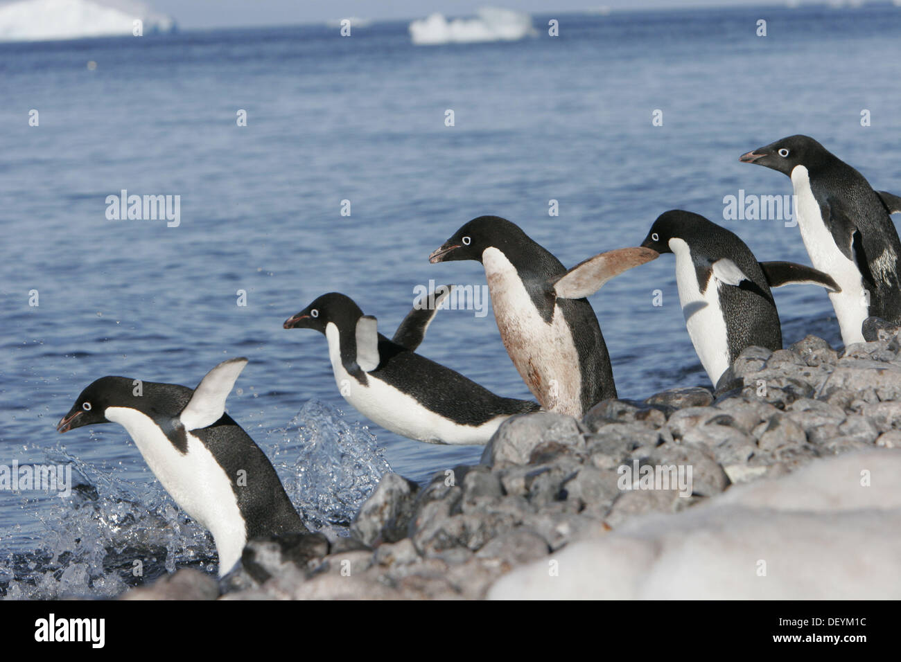 Brush Tail Penguin Stock Photos & Brush Tail Penguin Stock Images - Alamy
