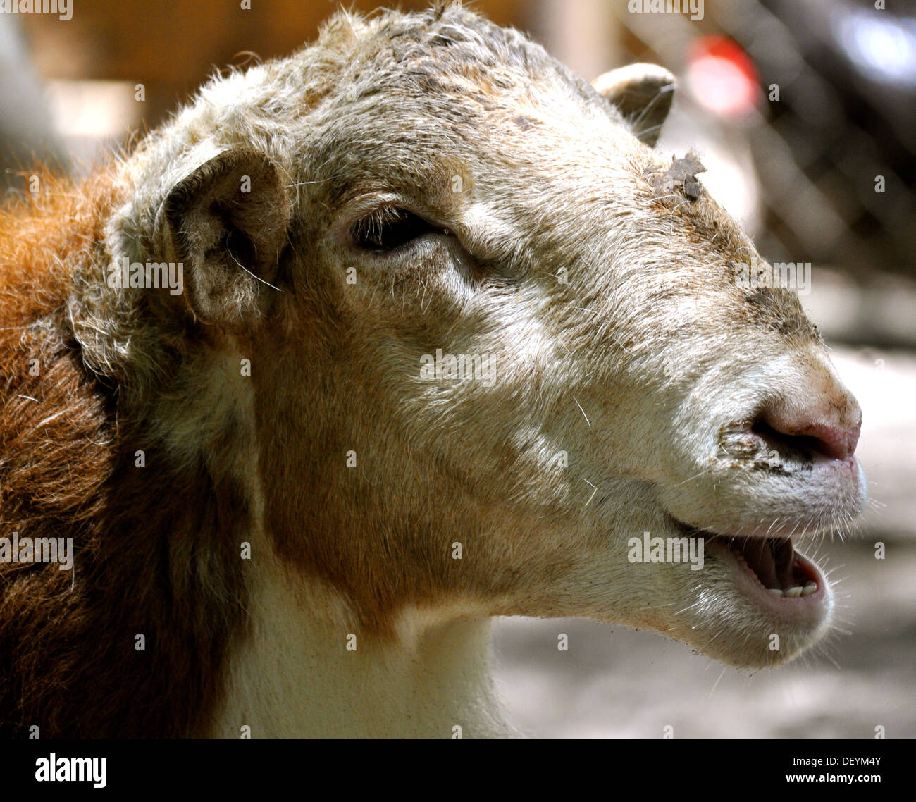 Goat talk hi-res stock photography and images - Alamy