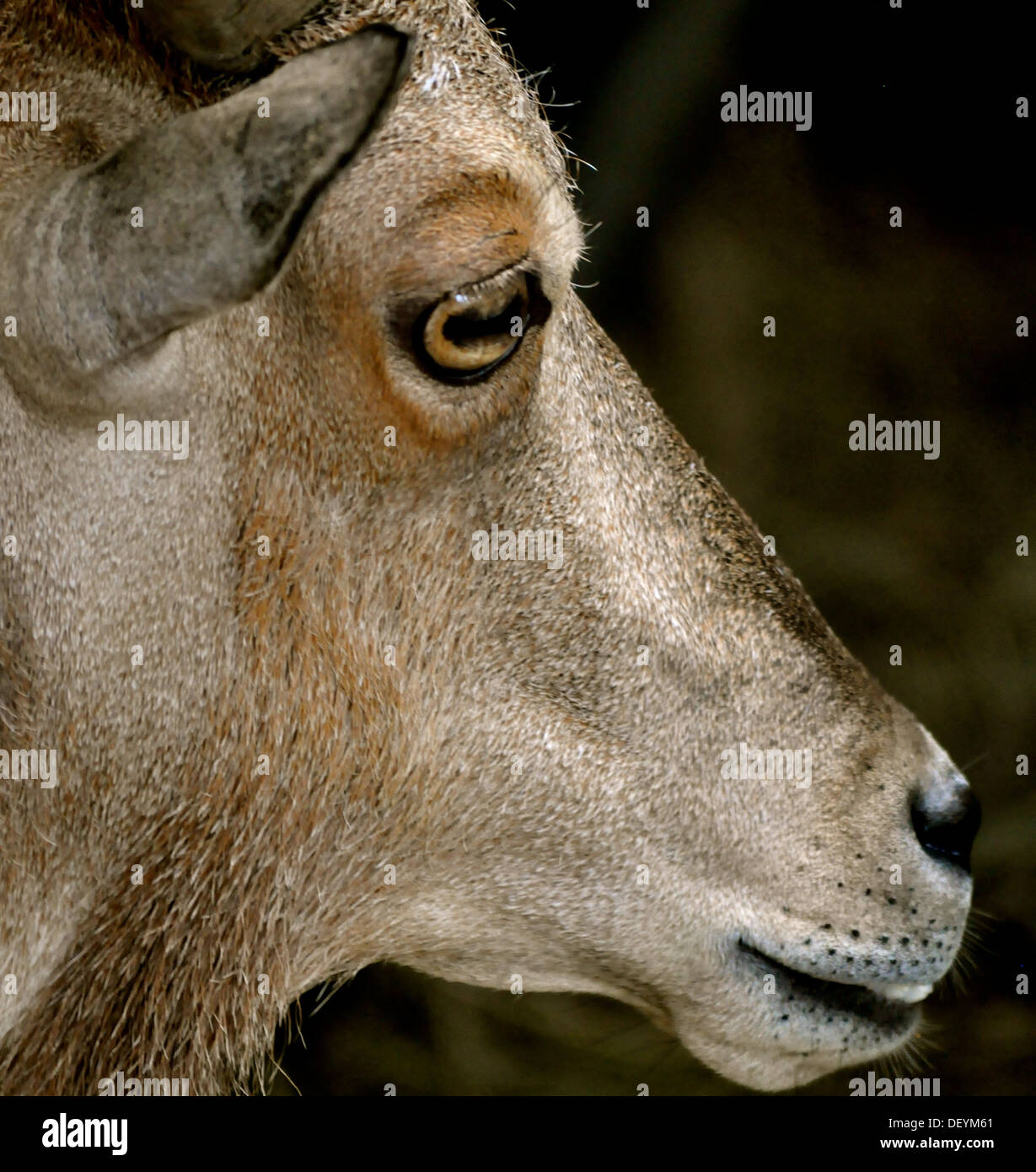 Zoo goat hi-res stock photography and images - Alamy