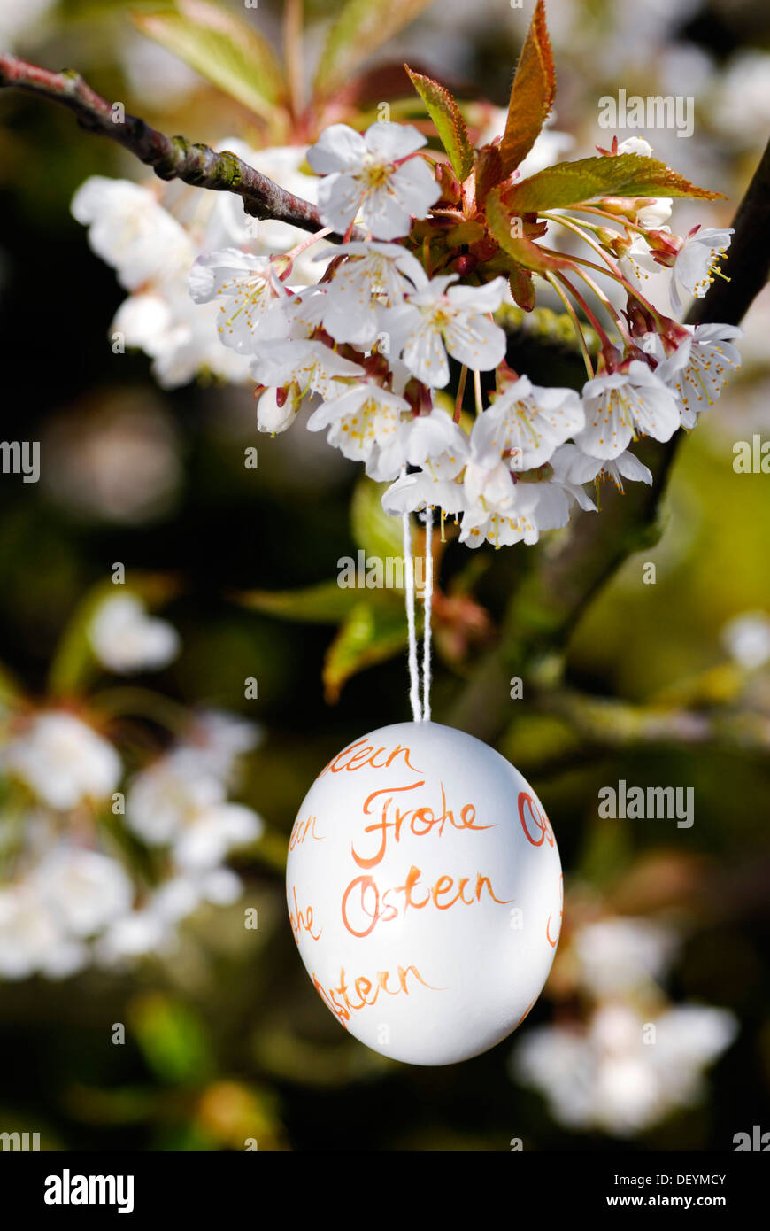 Easter egg and cherry blossoms Stock Photo - Alamy