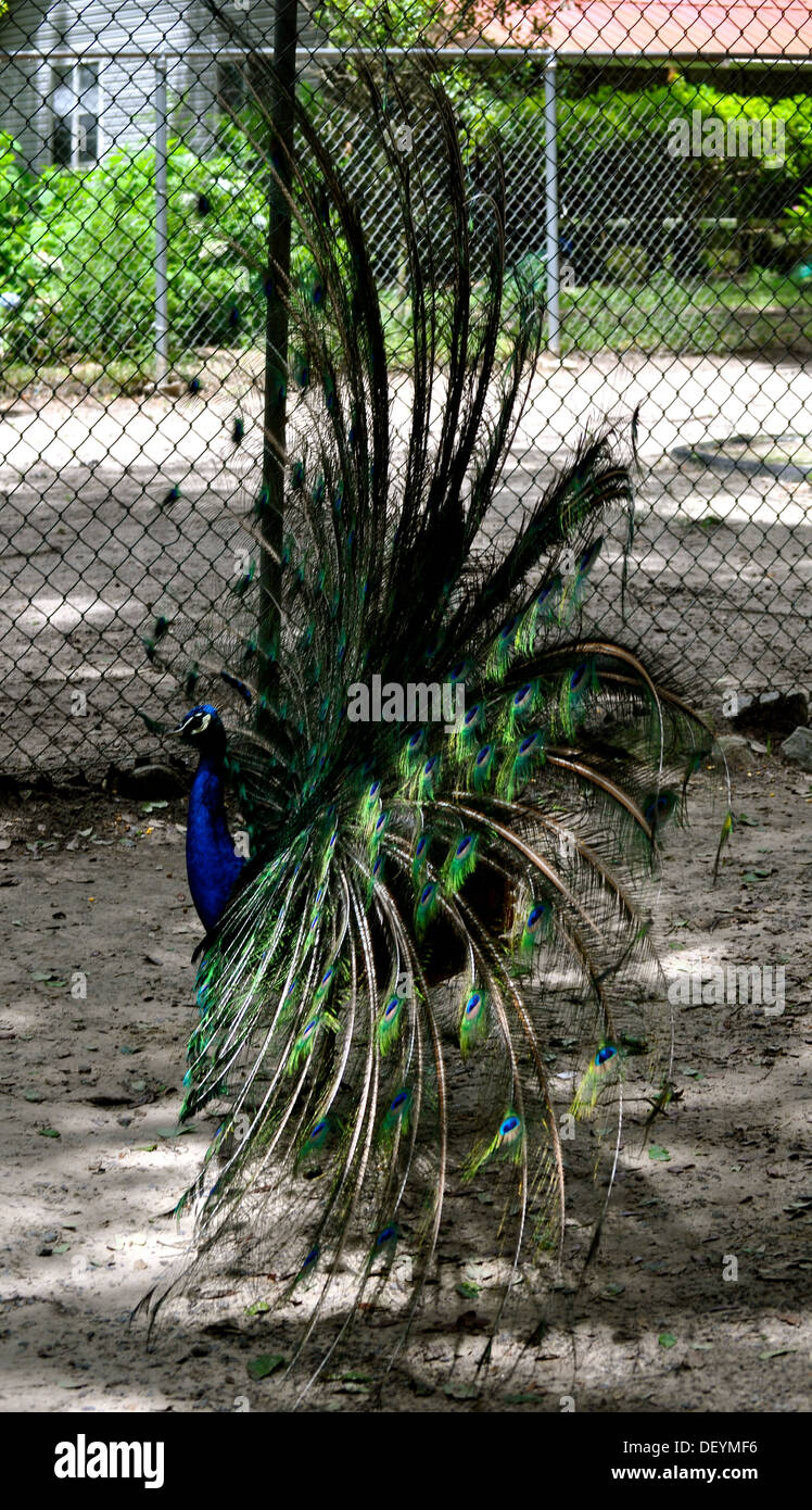 Waccatee Zoo - Peacock Full Feathers Side Stock Photo - Alamy
