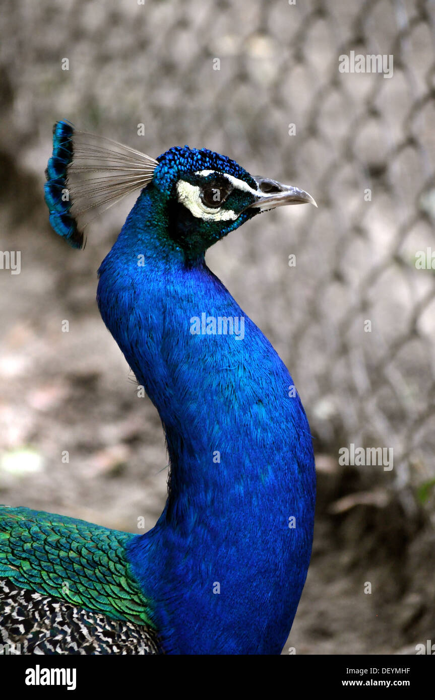 Side of peacock hi-res stock photography and images - Alamy