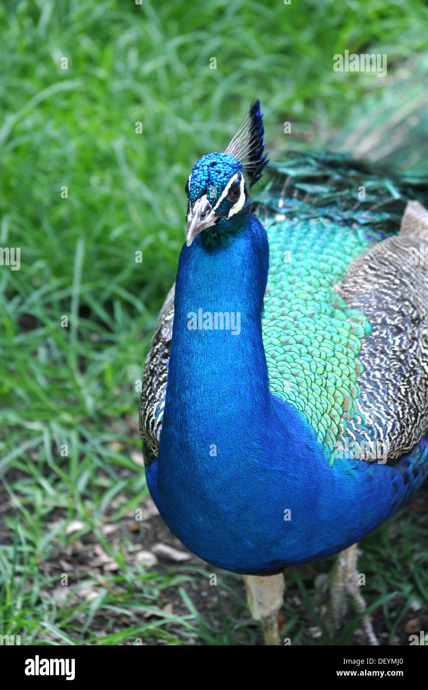 Peacock stare hi-res stock photography and images - Alamy