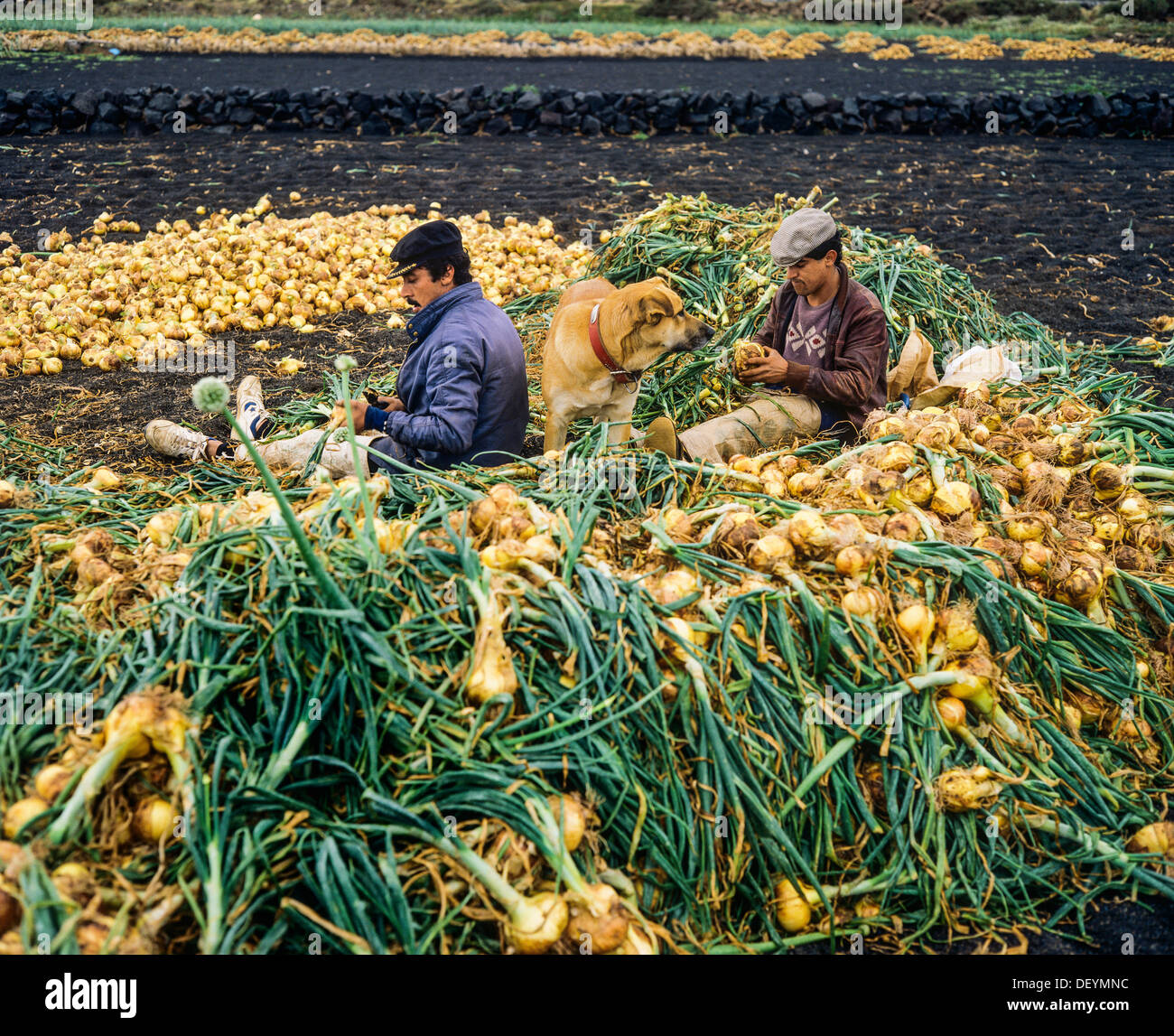 Farmers cleaning onion crop Lanzarote Canary Islands Spain Stock Photo ...