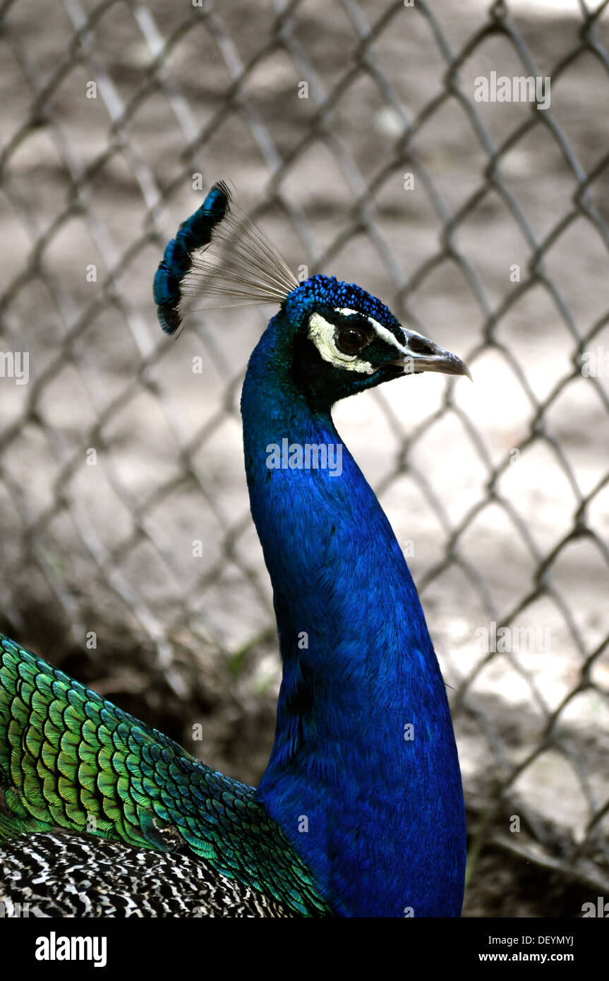 Peacock side view hi-res stock photography and images - Alamy