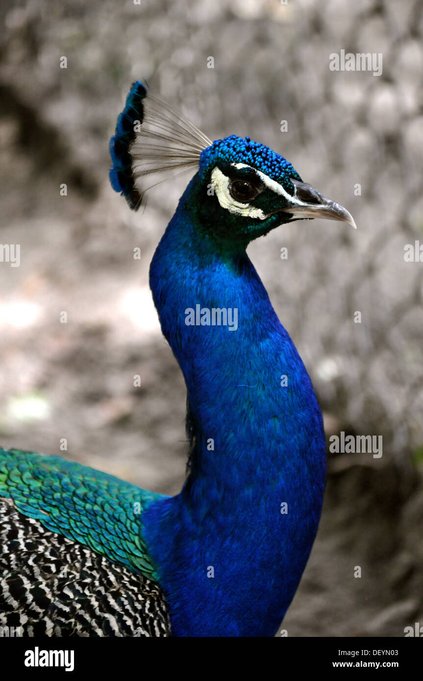 Peacock side view hi-res stock photography and images - Alamy