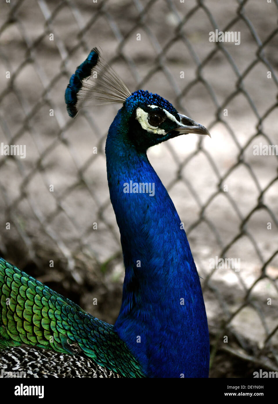 Peacock side view hi-res stock photography and images - Alamy
