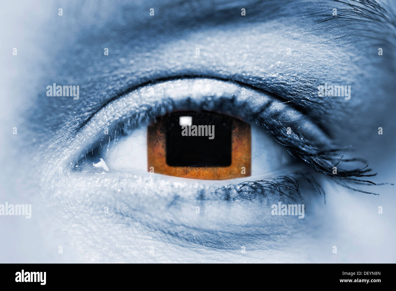 Rectangular pupils hi-res stock photography and images - Alamy