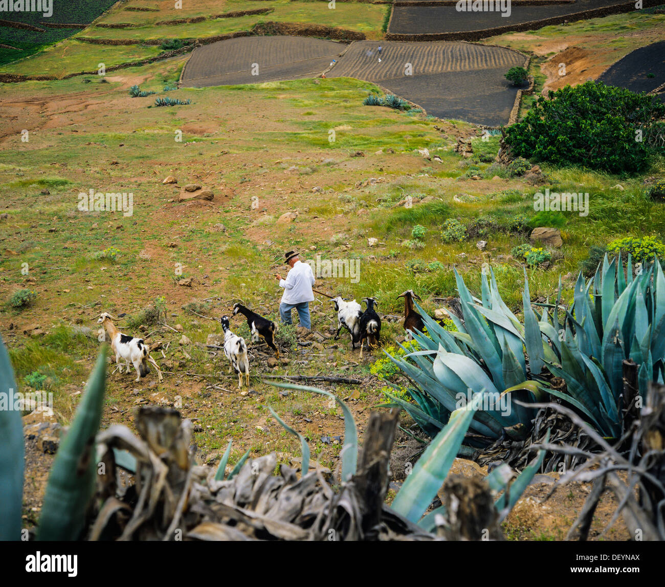 Goatherd with herd of goats Lanzarote Canary Islands Spain Stock Photo ...