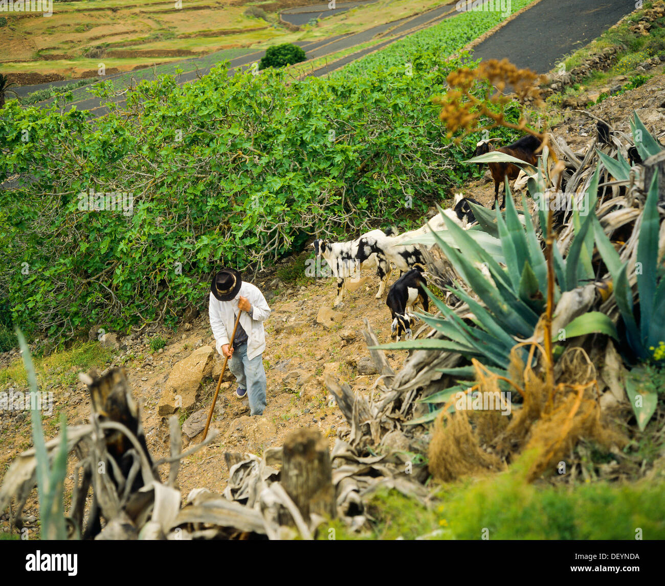 Goatherd hi-res stock photography and images - Alamy