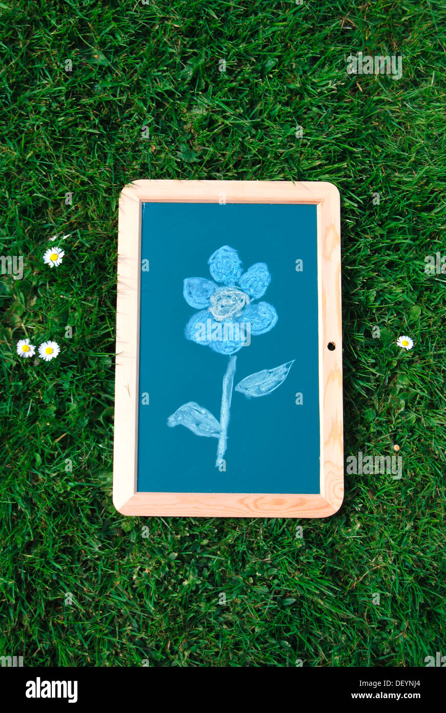 Chalk drawing, flower drawn on a school chalkboard lying on a meadow ...