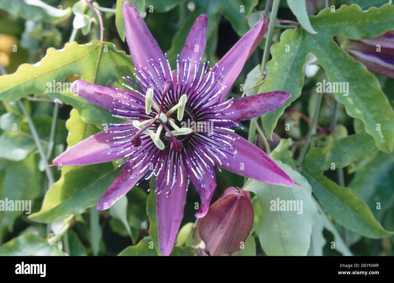 Passiflora Caerulea Racemosa Stock Photos & Passiflora Caerulea ...