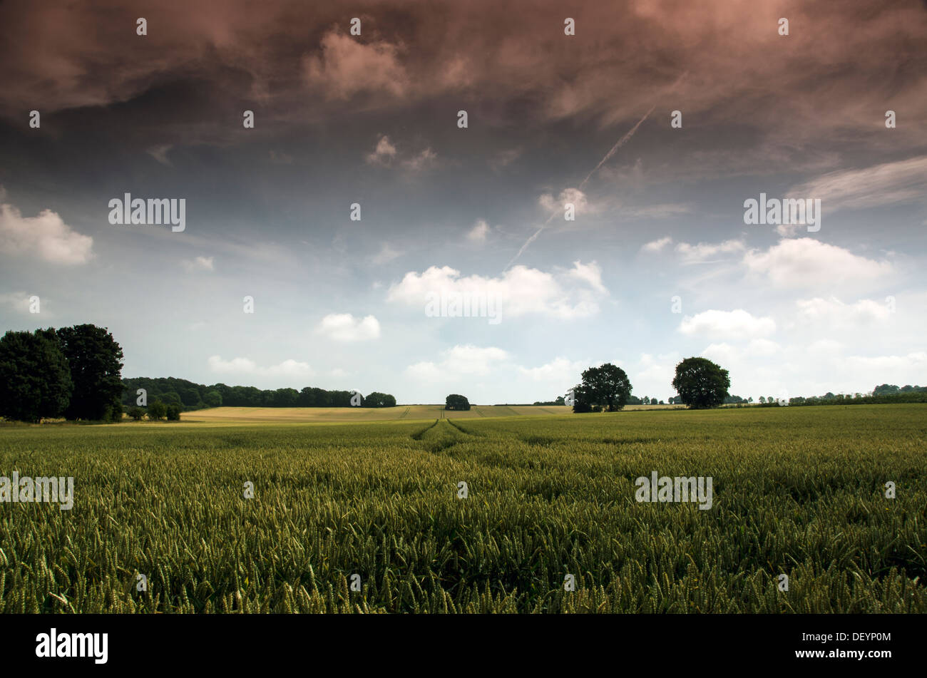 A crop field Stock Photo - Alamy
