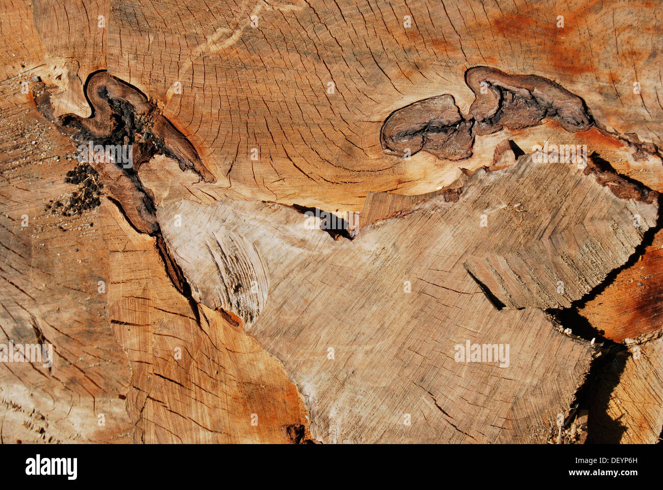 Wood, tree, grain Stock Photo - Alamy