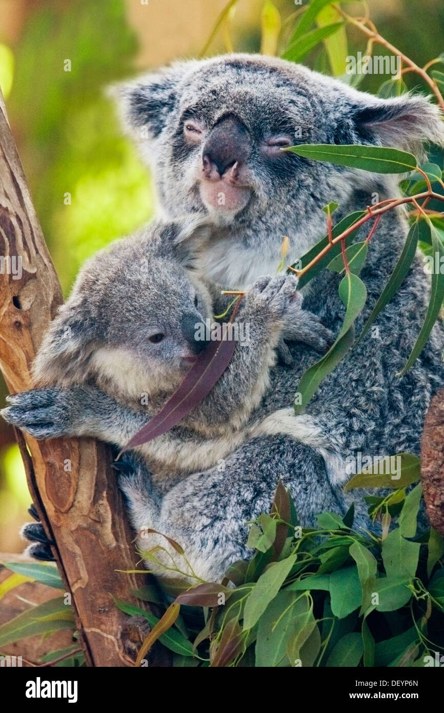 What Do Baby Koalas Eat