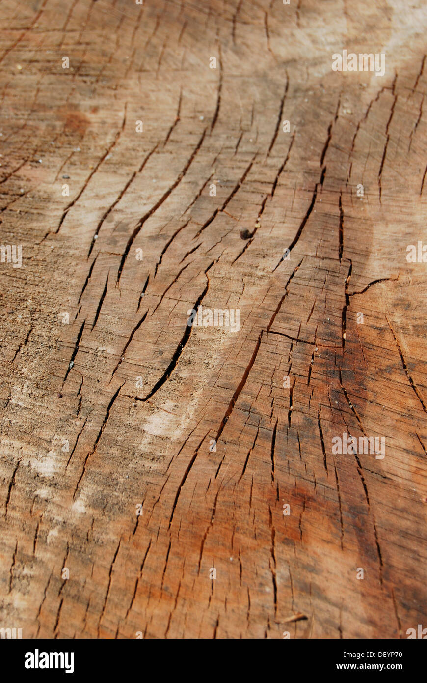 Wood grain photos hi-res stock photography and images - Alamy