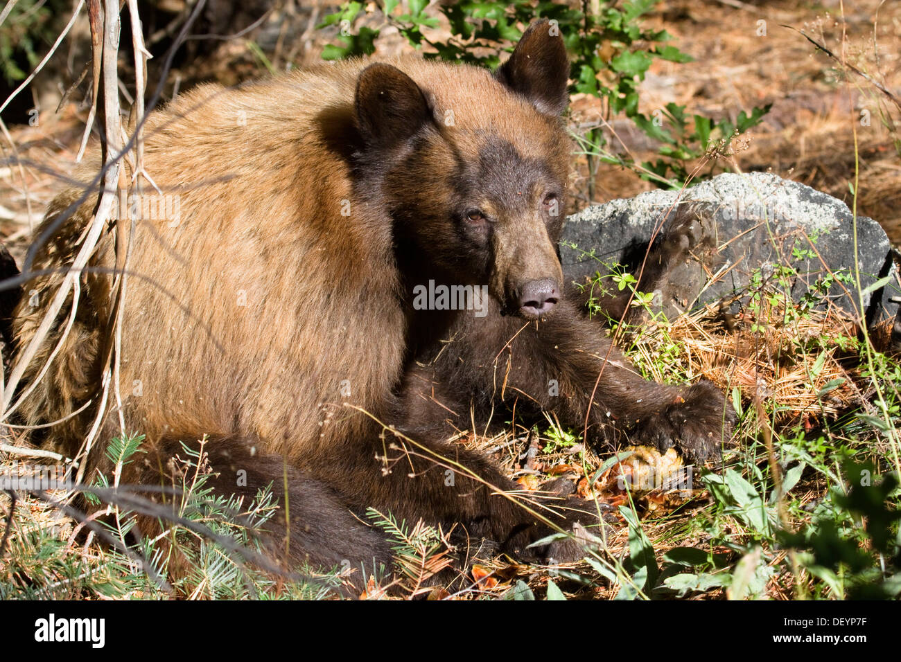 Black bear in sequoia national park hi-res stock photography and images ...