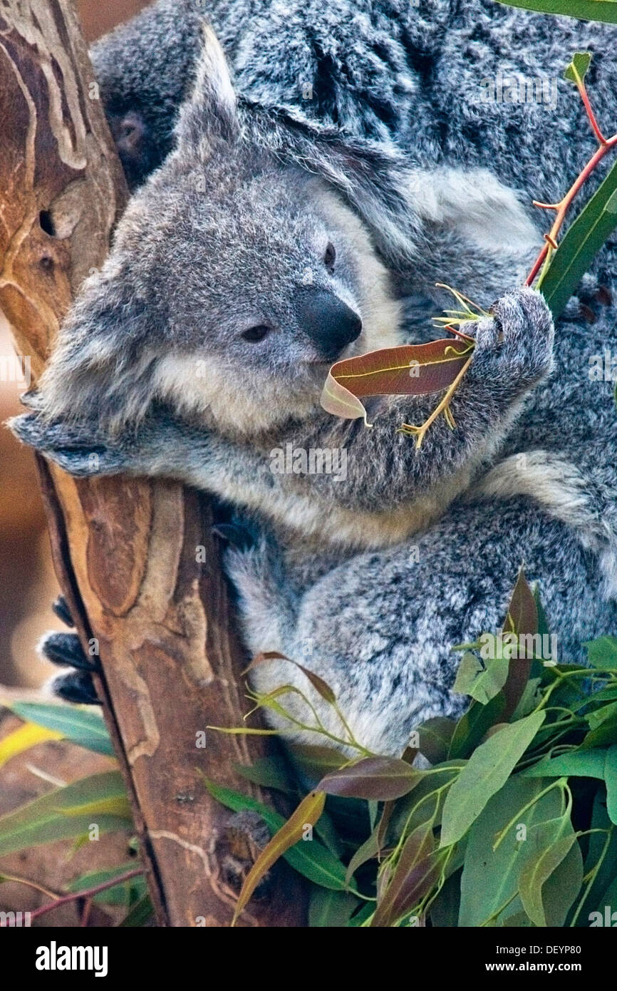 Koala Joey Leaf High Resolution Stock Photography and Images - Alamy
